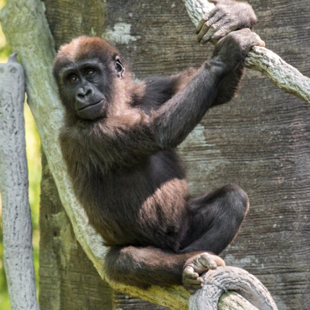 20 Years of Congo - Bronx Zoo
