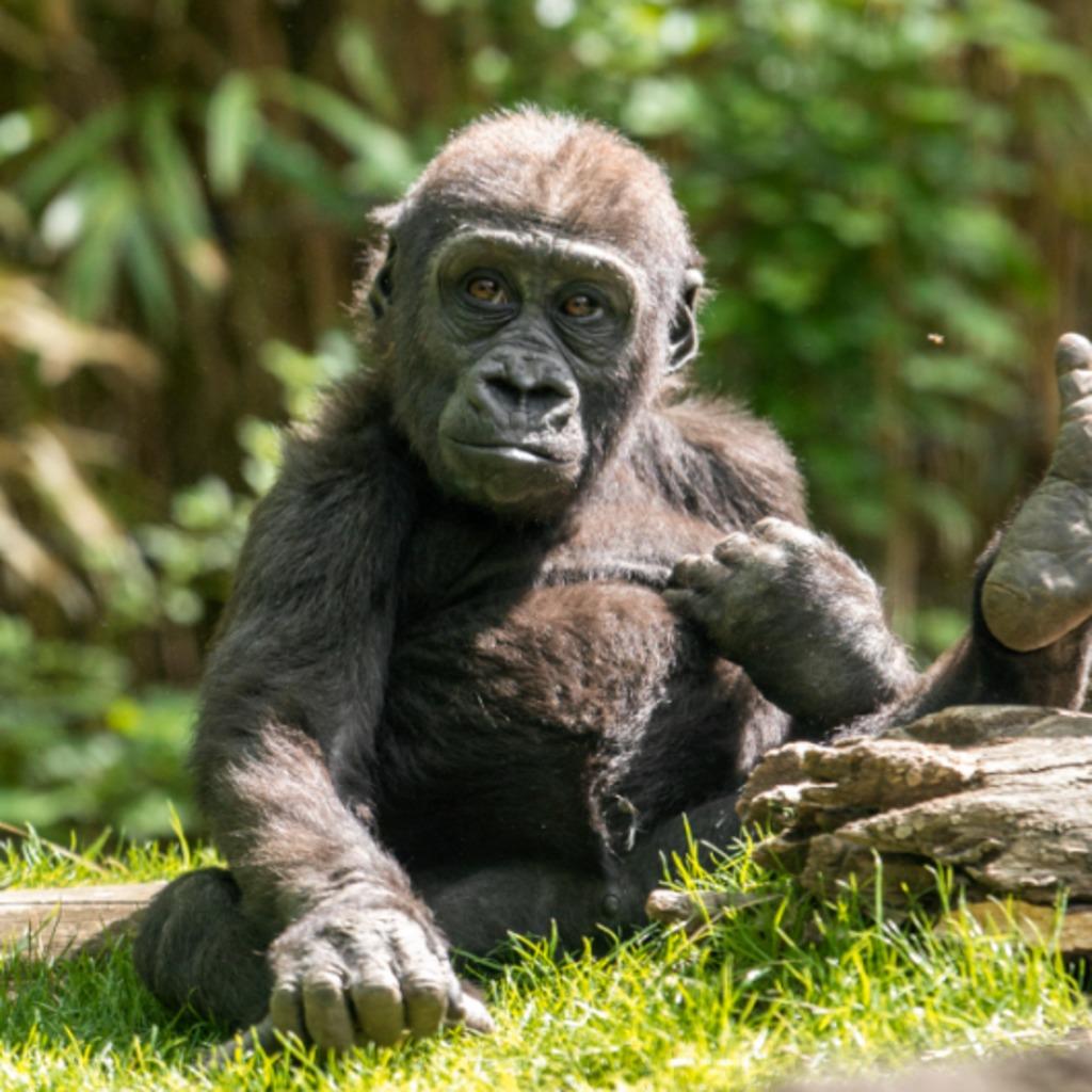 20 Years of Congo - Bronx Zoo