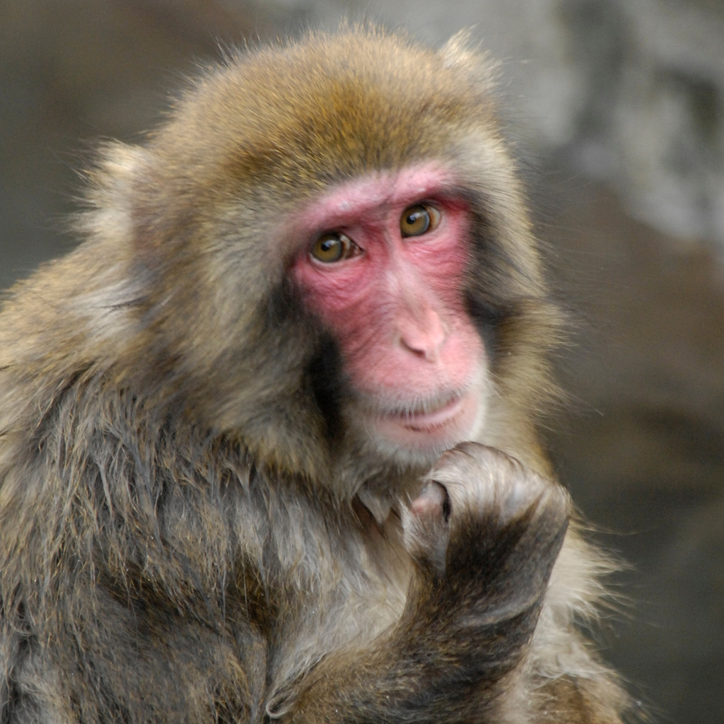 Animals - Central Park Zoo