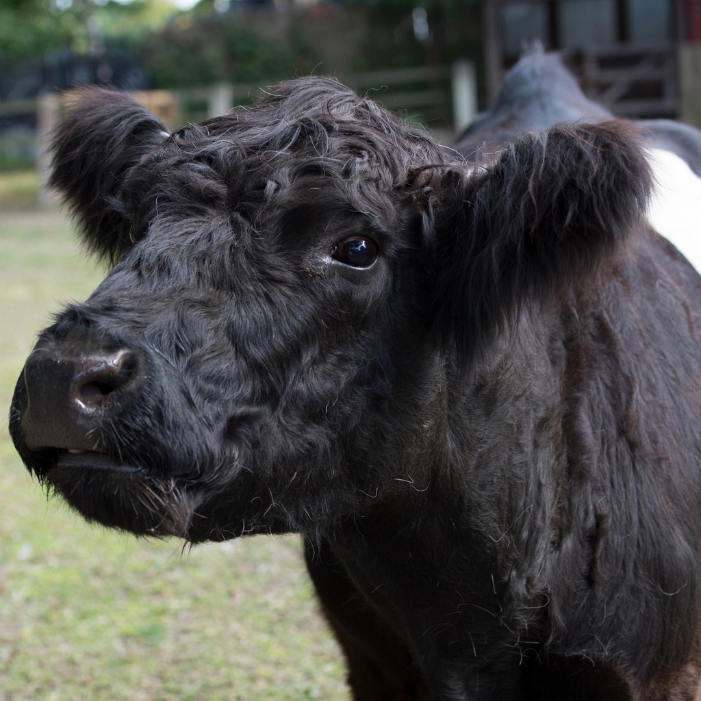 Animals - Queens Zoo