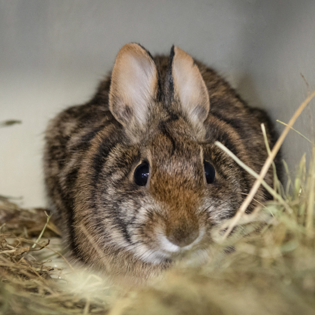 Saving Wildlife - Queens Zoo