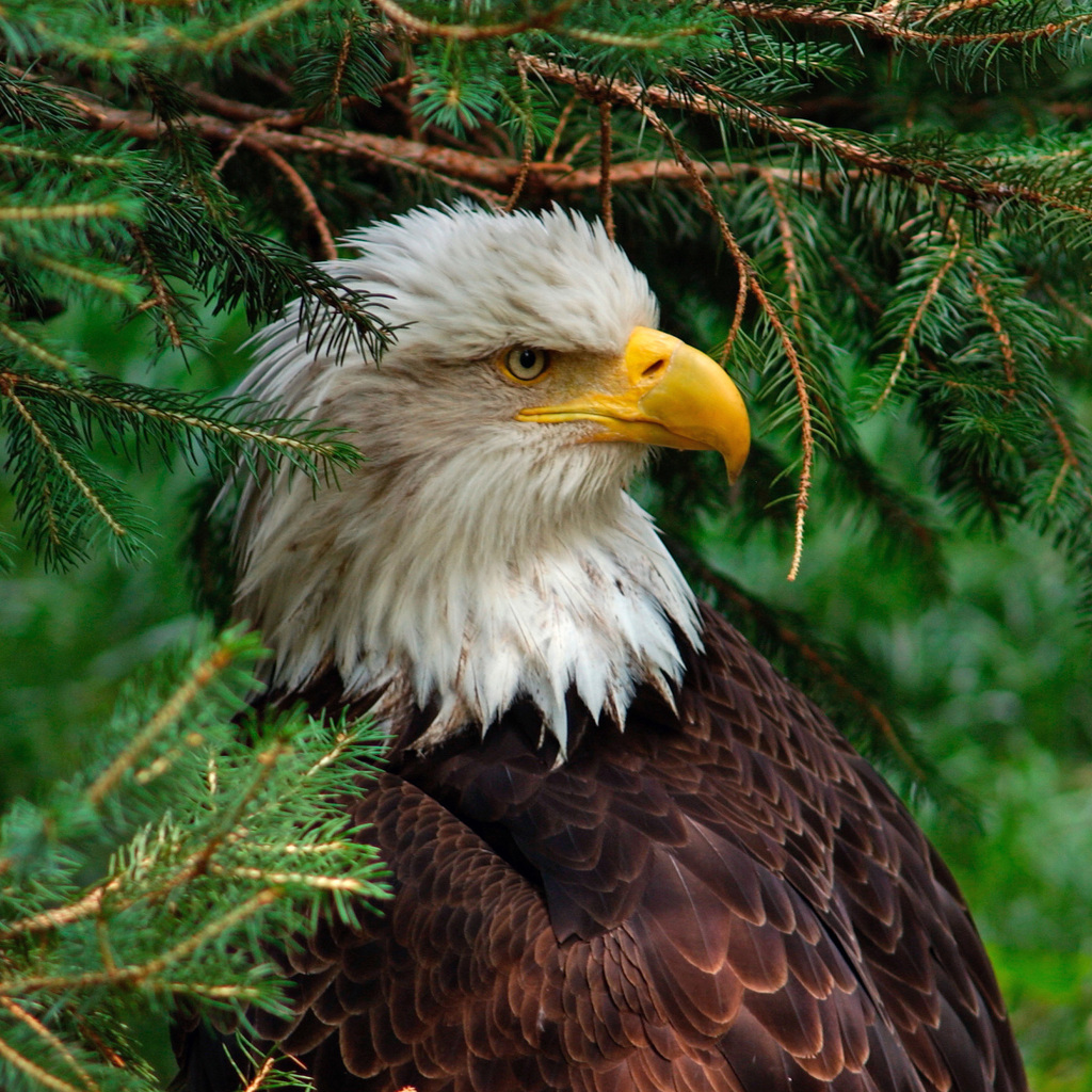 Animals - Queens Zoo