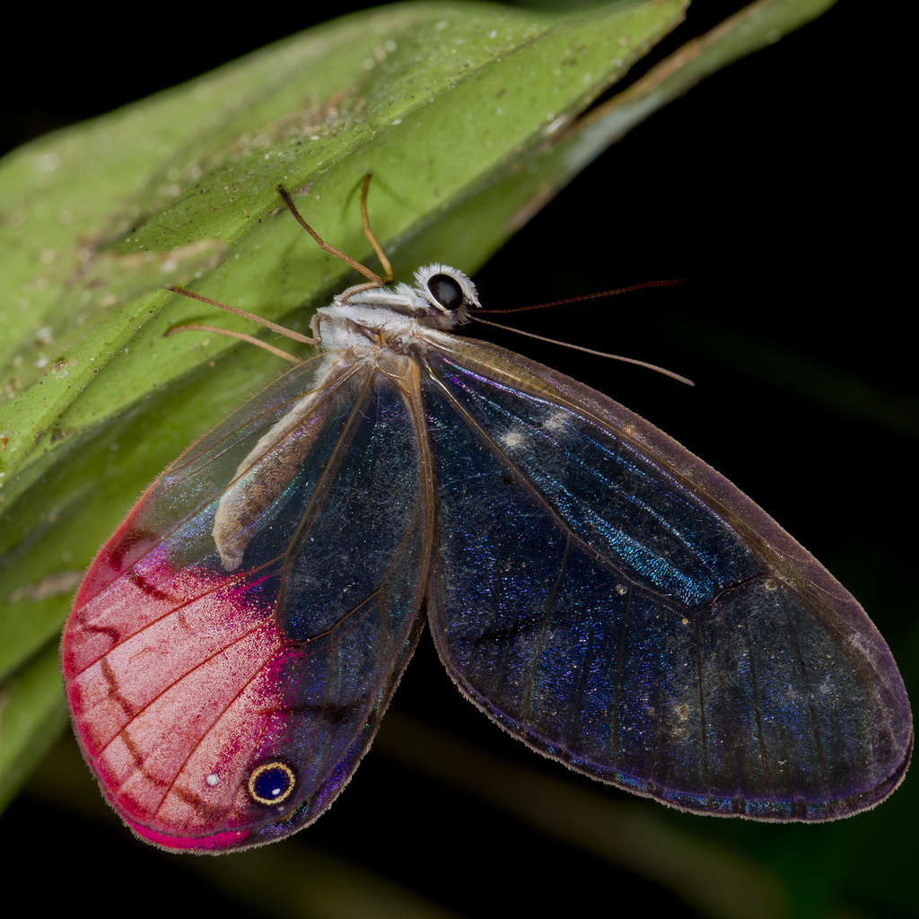 Butterflies of Madidi - WCS.org