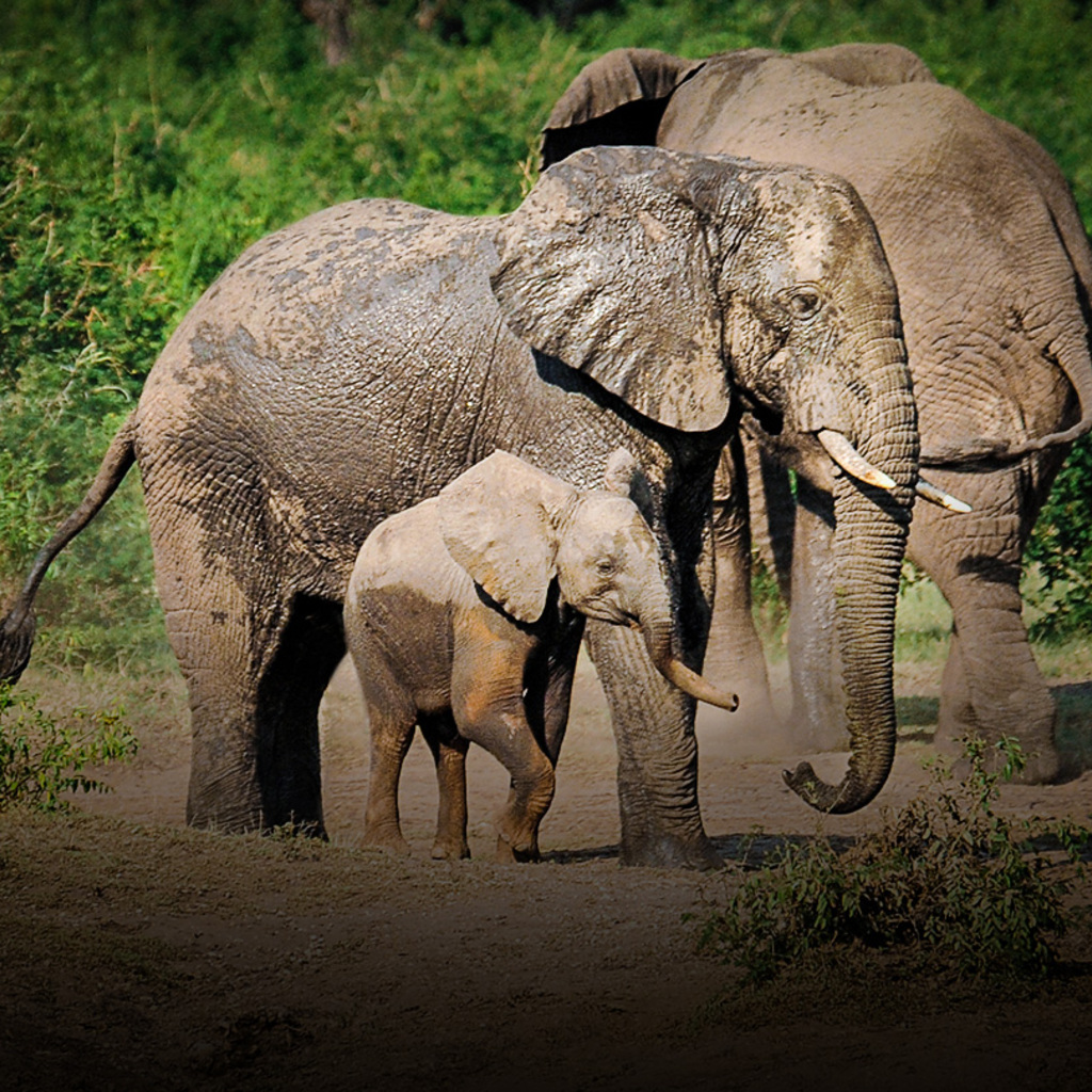 Saving Wildlife - Central Park Zoo