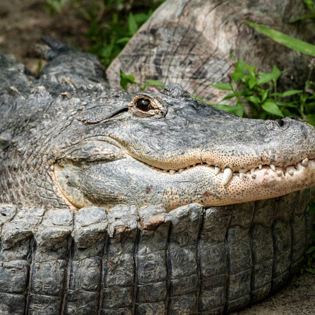 Animals - Queens Zoo