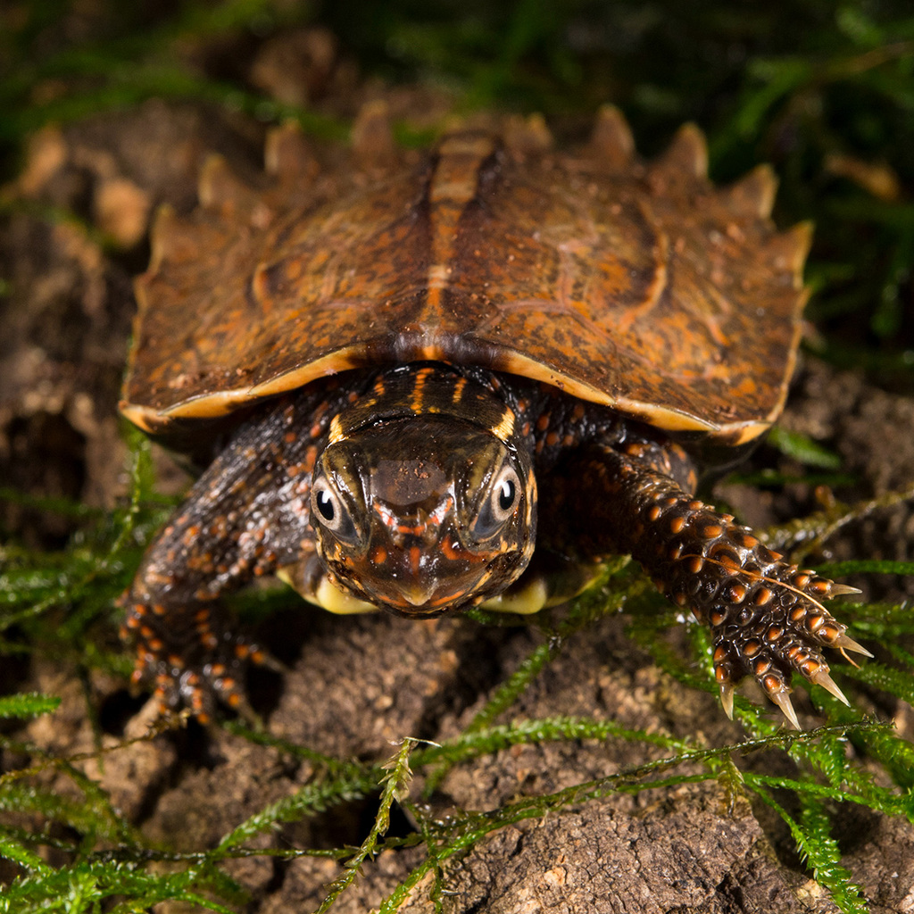 Saving Wildlife - Prospect Park Zoo