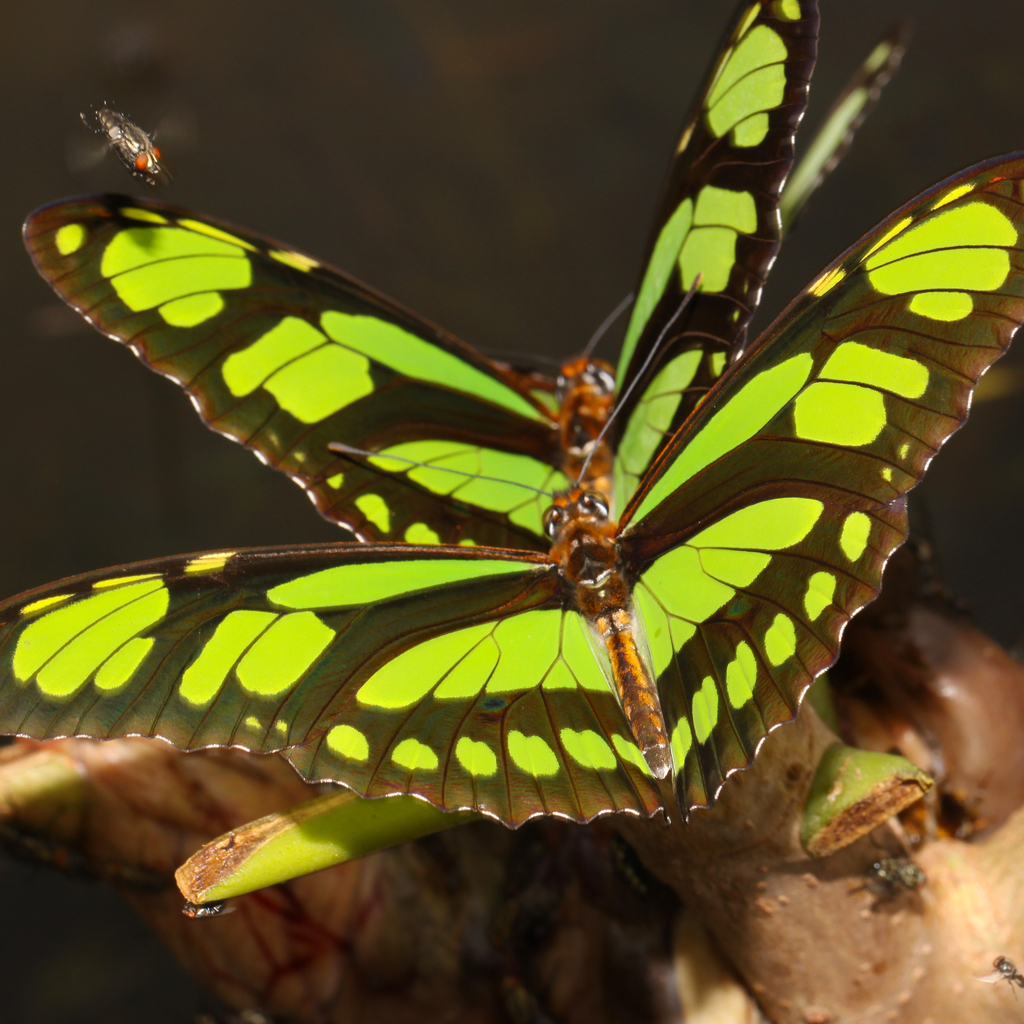 Butterflies of Madidi - WCS.org