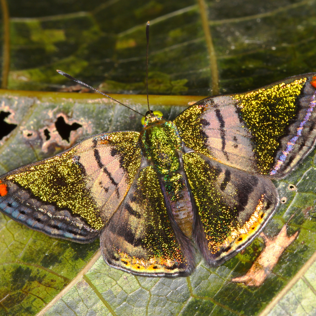 Butterflies of Madidi - WCS.org