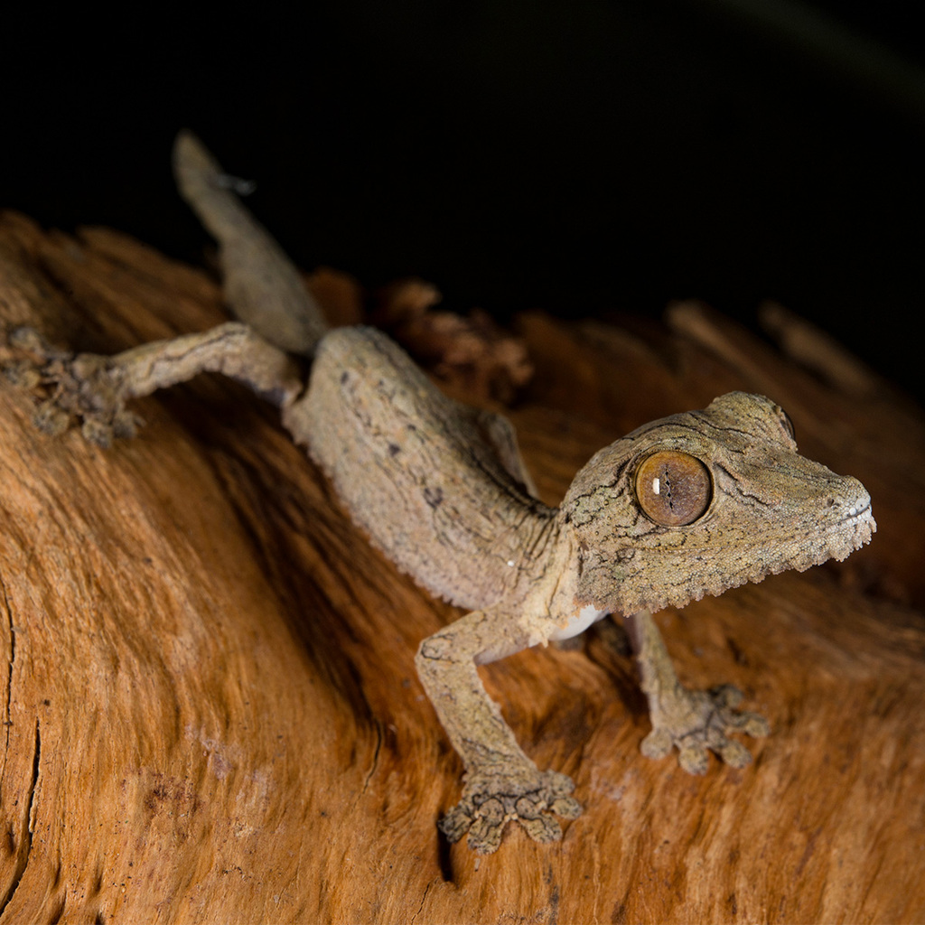 Saving Wildlife - Prospect Park Zoo