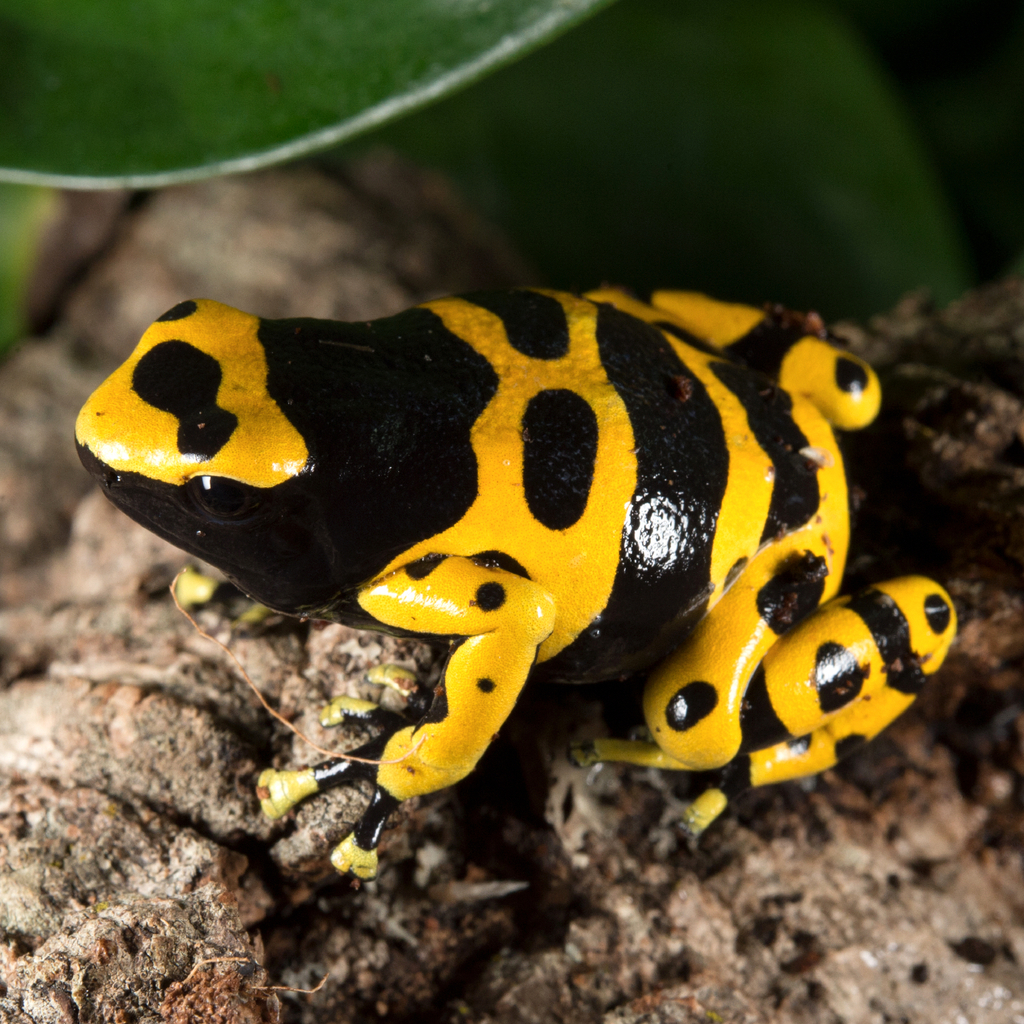 Celebrating World Frog Day - WCS.org