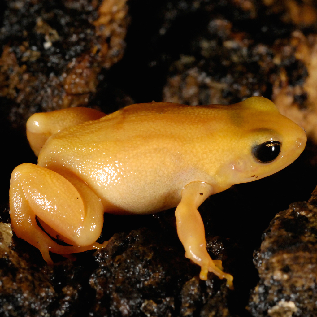 Celebrating World Frog Day - WCS.org