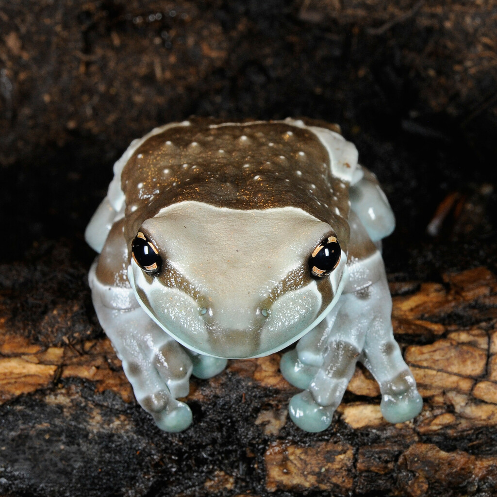 Celebrating World Frog Day - WCS.org