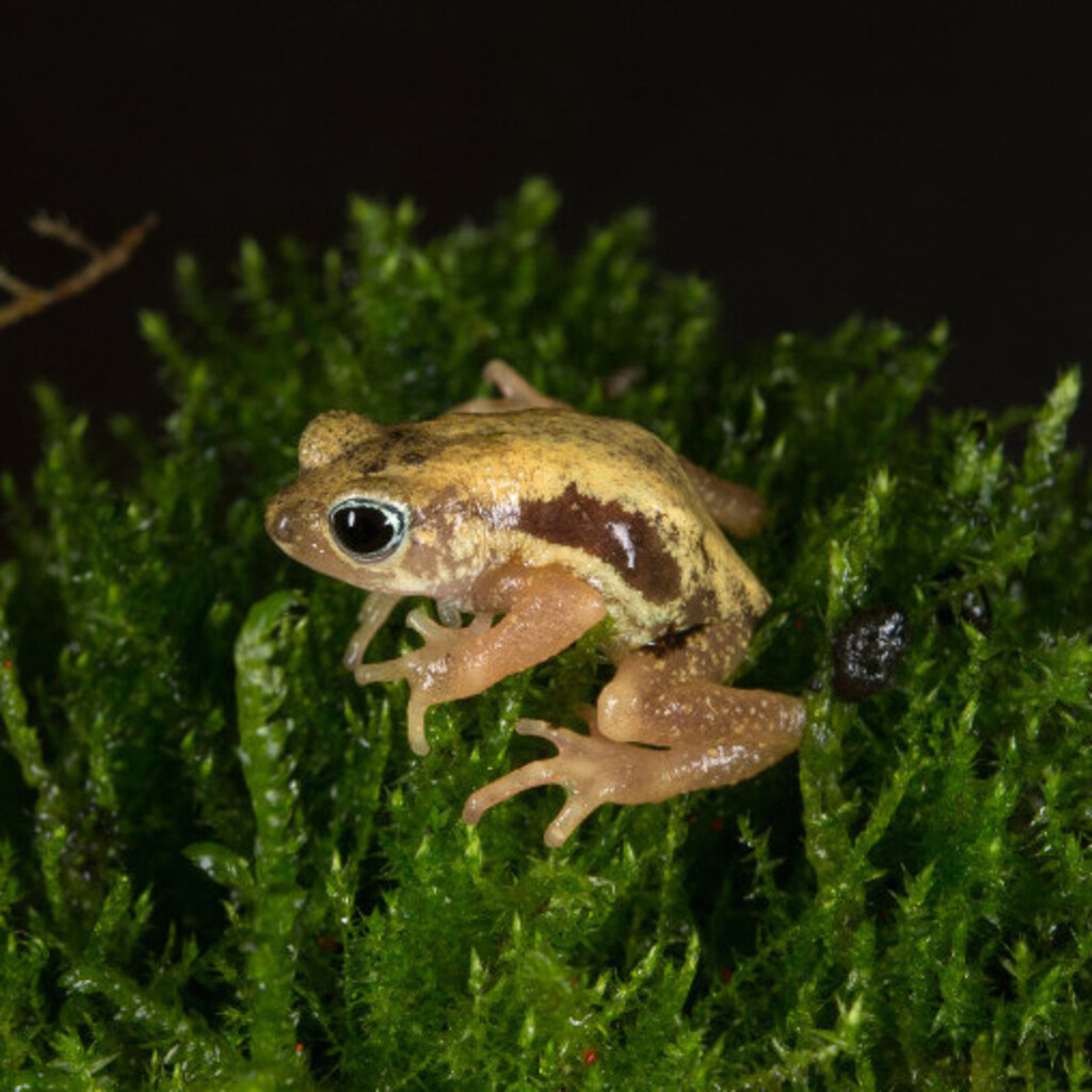 Celebrating World Frog Day - WCS.org