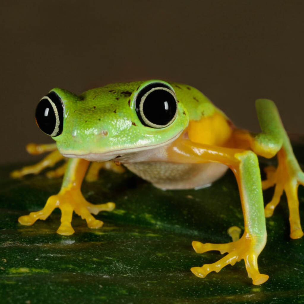 Celebrating World Frog Day - WCS.org