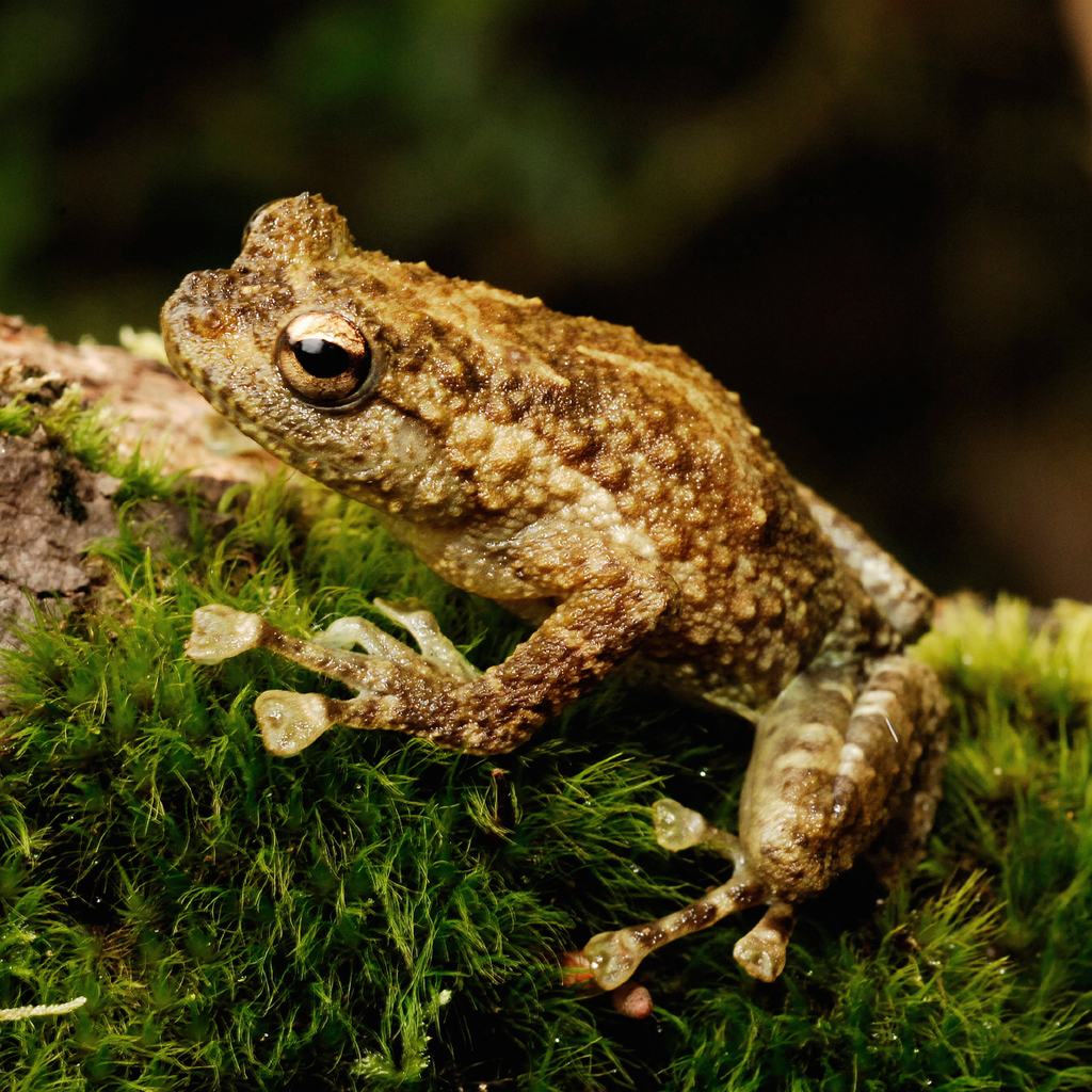 Celebrating World Frog Day - WCS.org