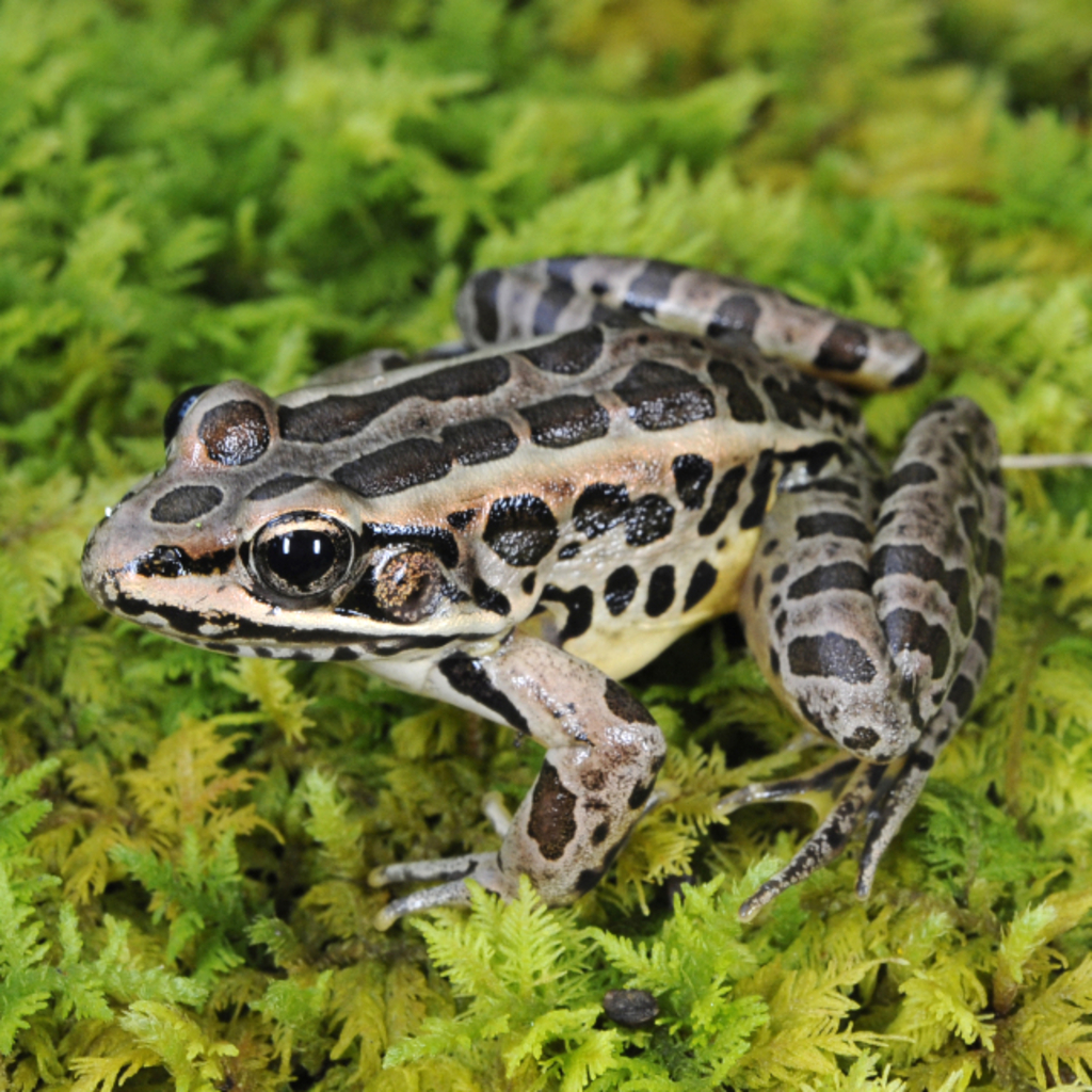 Celebrating World Frog Day - WCS.org