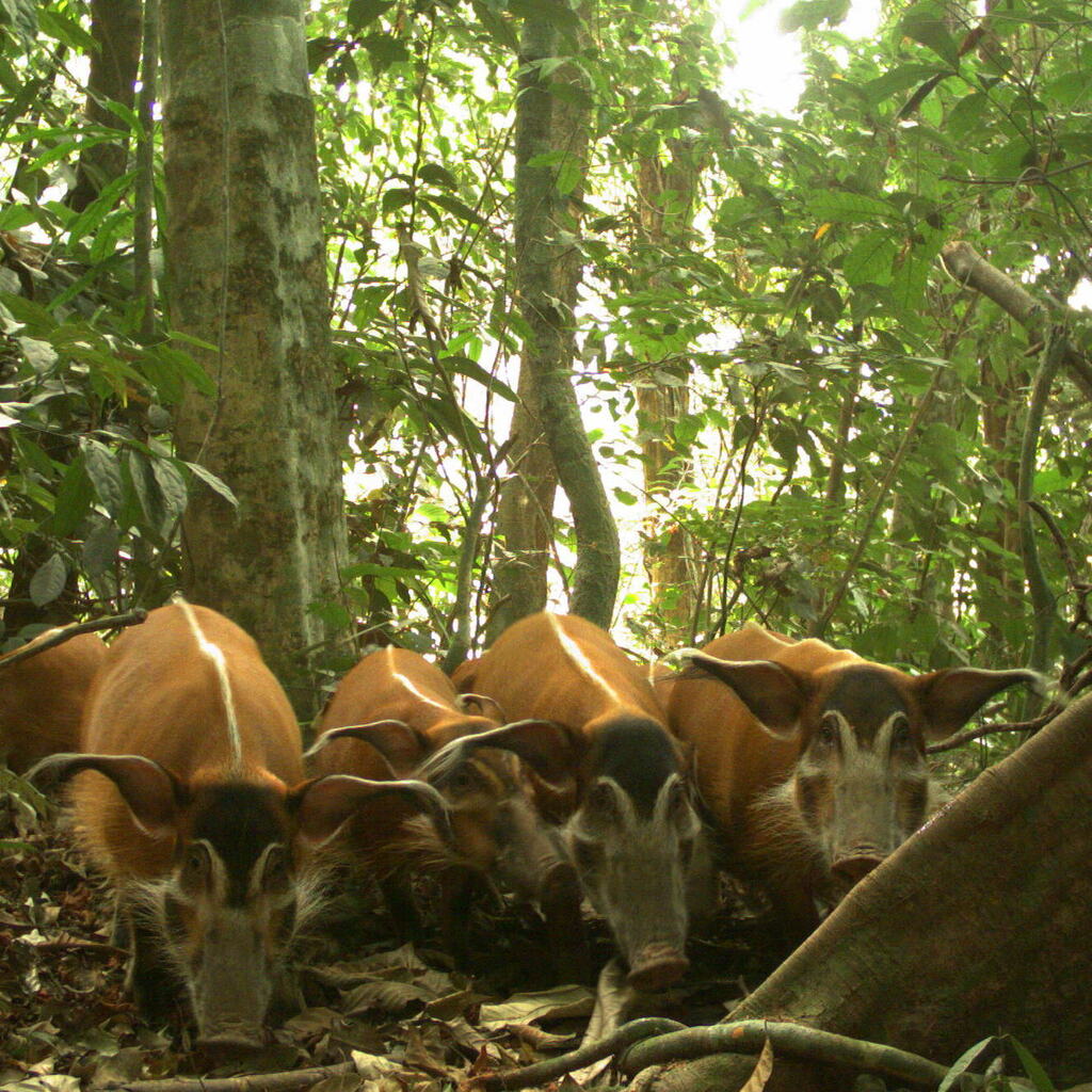 Camera Trap Highlights - WCS.org