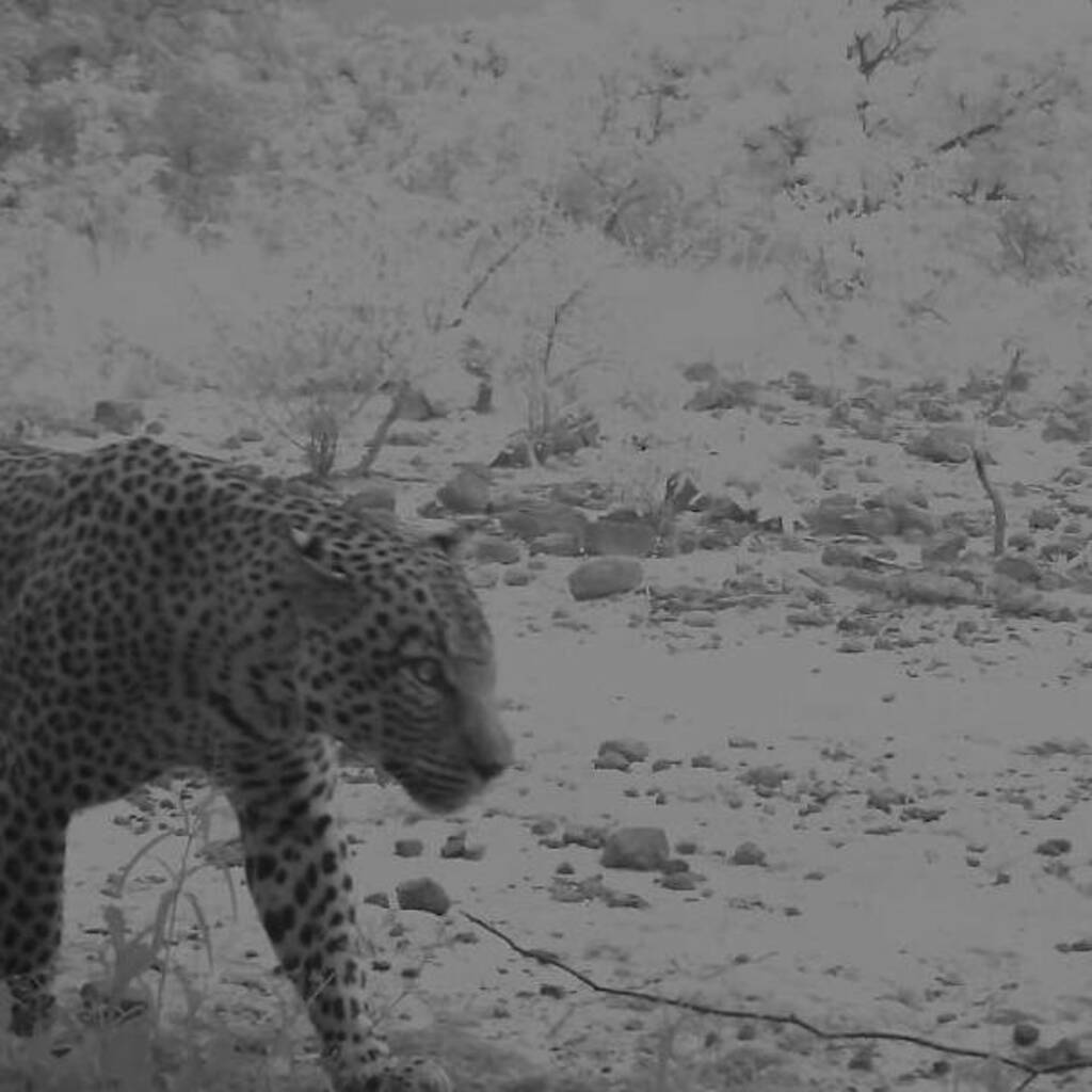 Camera Trap Highlights - WCS.org