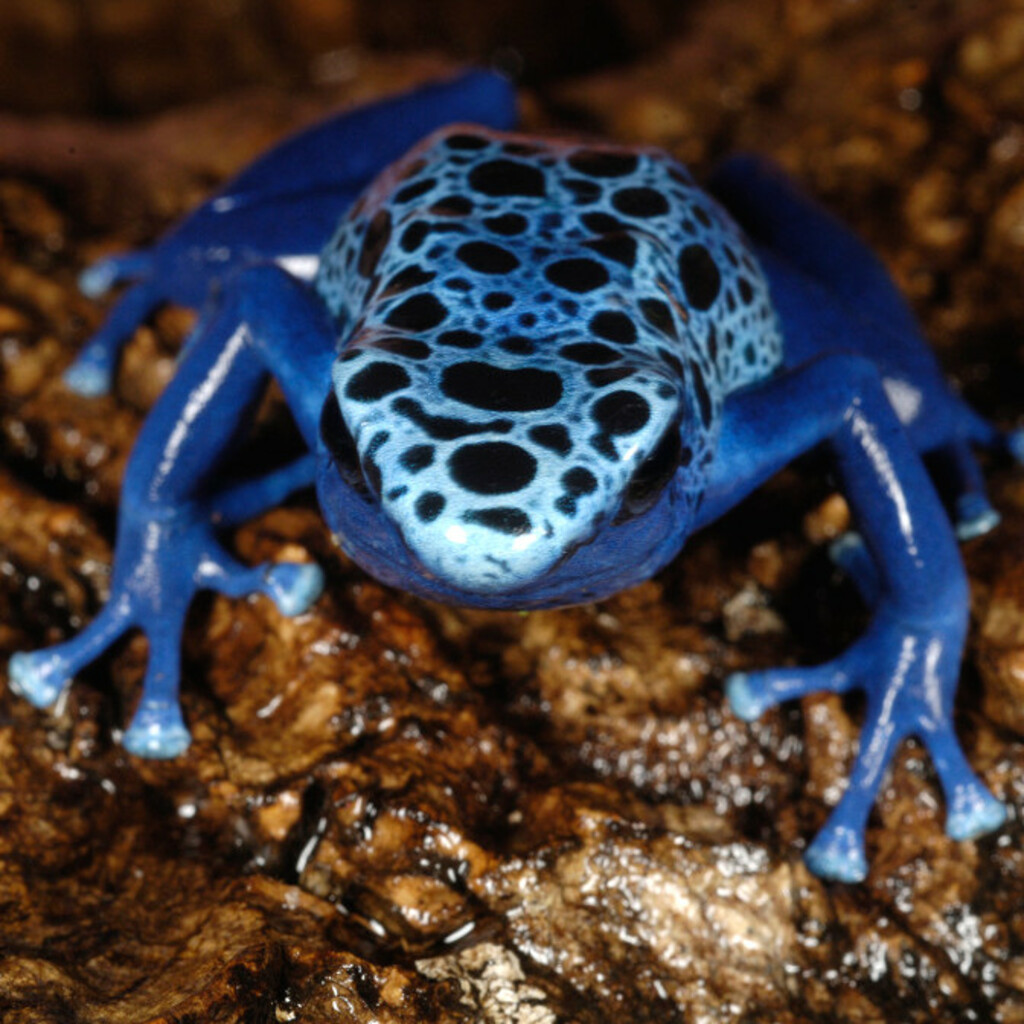 Celebrating World Frog Day - WCS.org