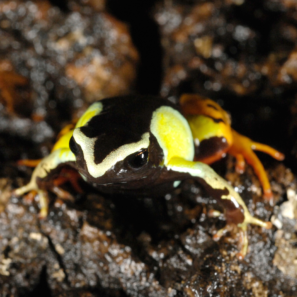 Celebrating World Frog Day - WCS.org