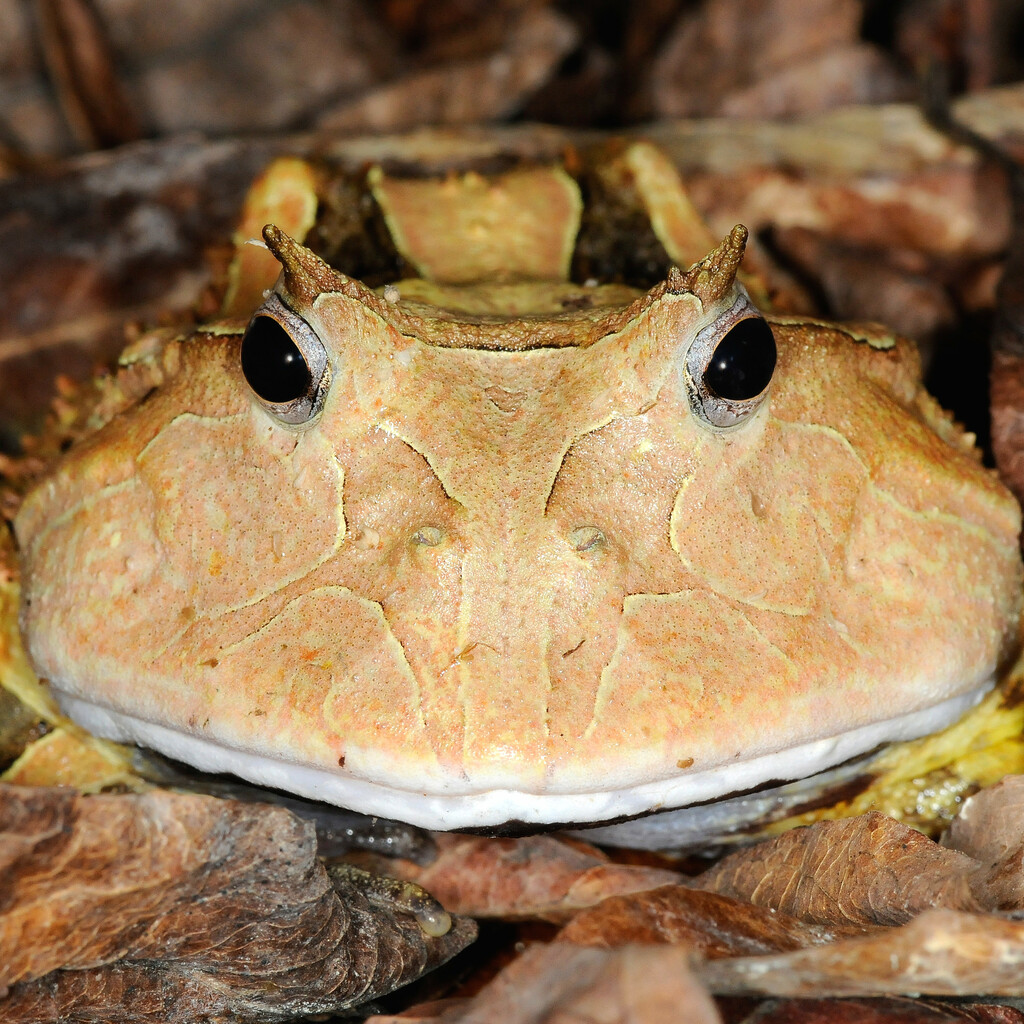 Celebrating World Frog Day - WCS.org