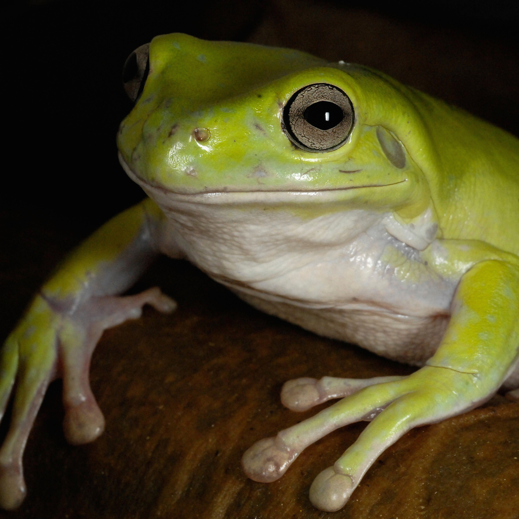 Celebrating World Frog Day - WCS.org