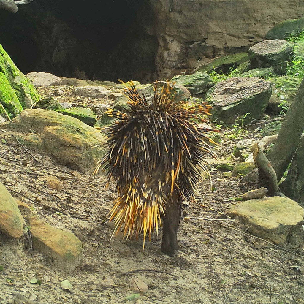 Camera Trap Highlights - WCS.org