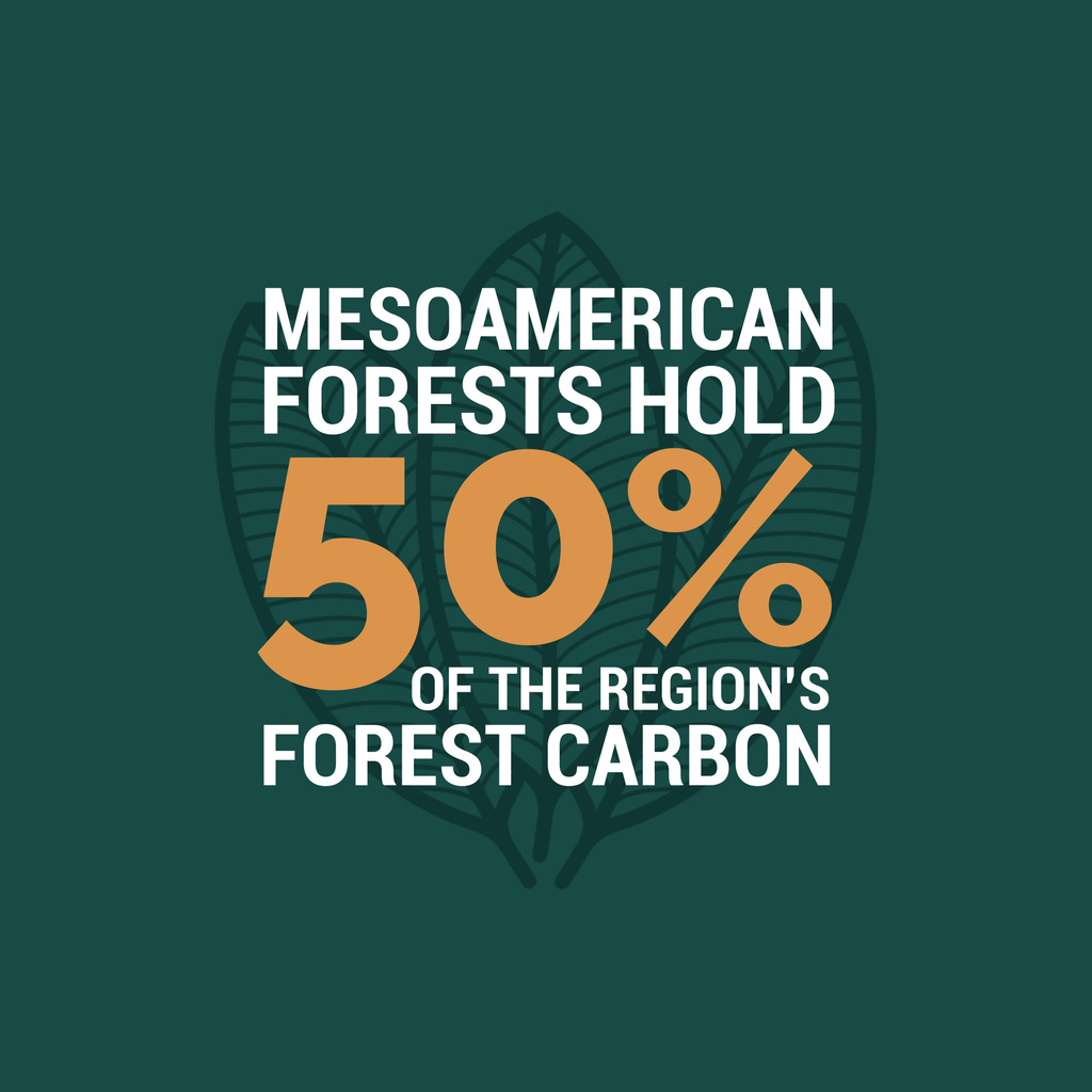 Conserving the 5 Great Forests - WCS.org