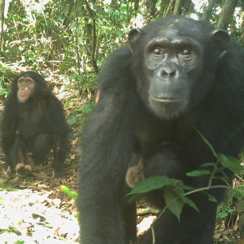 Camera Trap Highlights - WCS.org