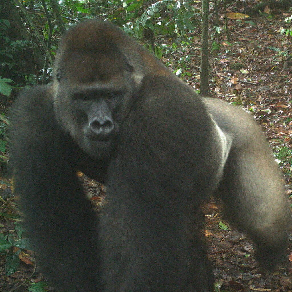 NEW: Camera trap photos - WCS.org