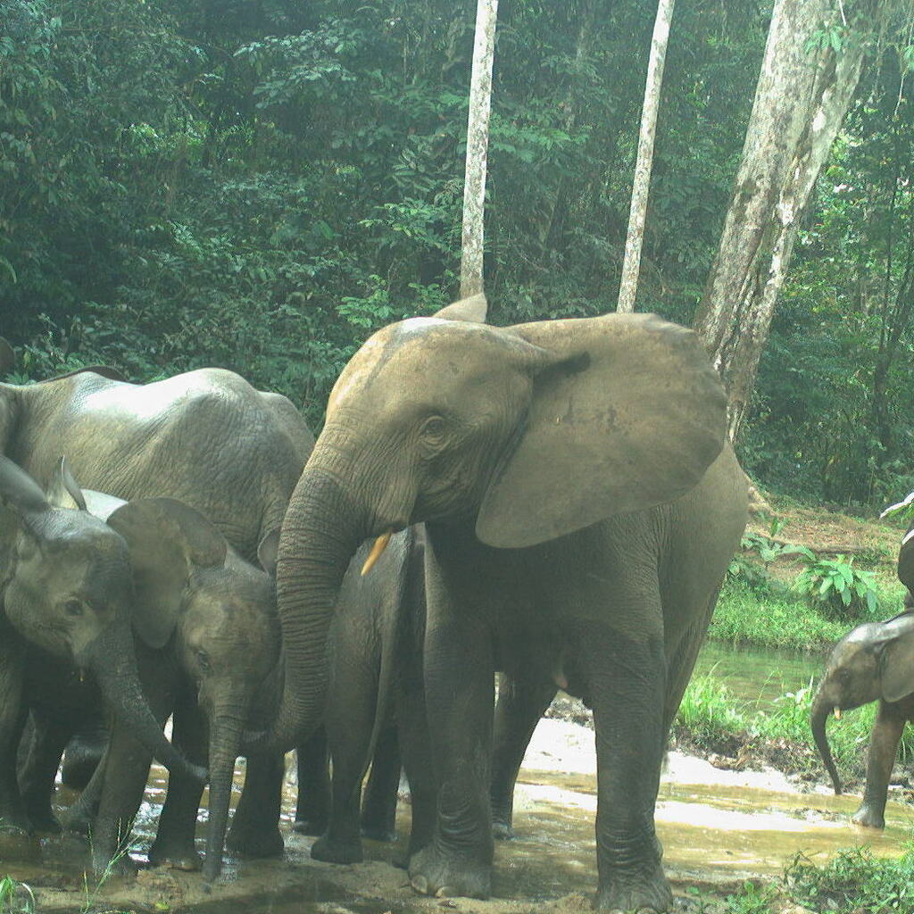 Camera Trap Highlights - WCS.org