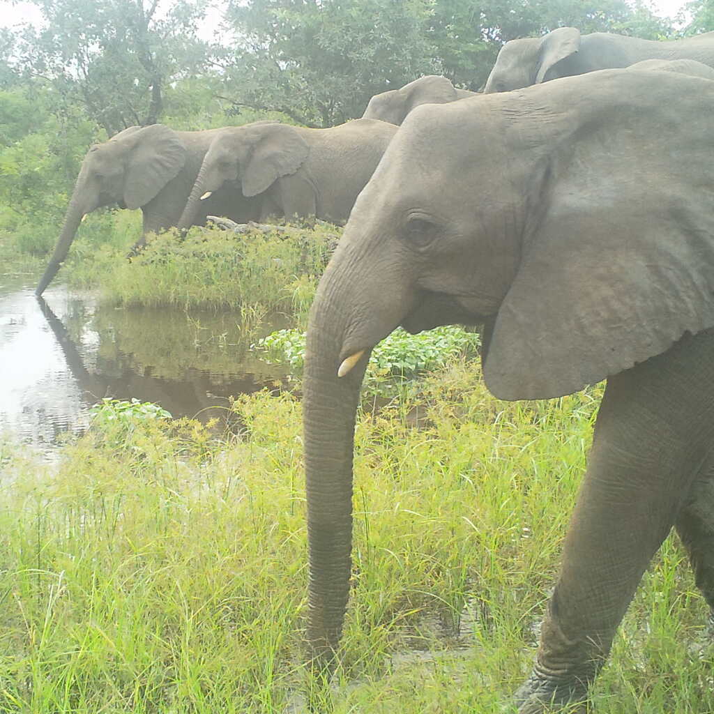 Camera Trap Highlights - WCS.org