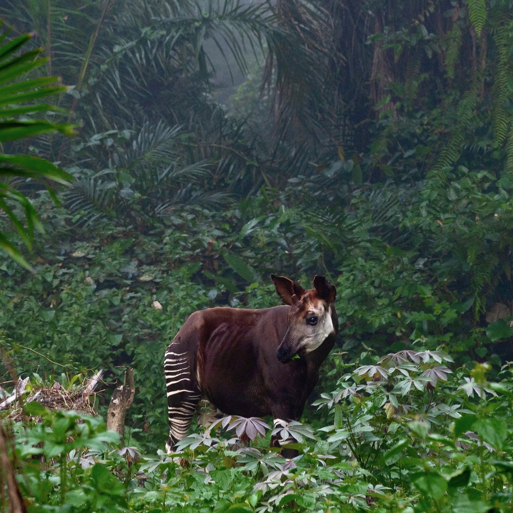 Our Favorite Photos of 2020 - WCS.org