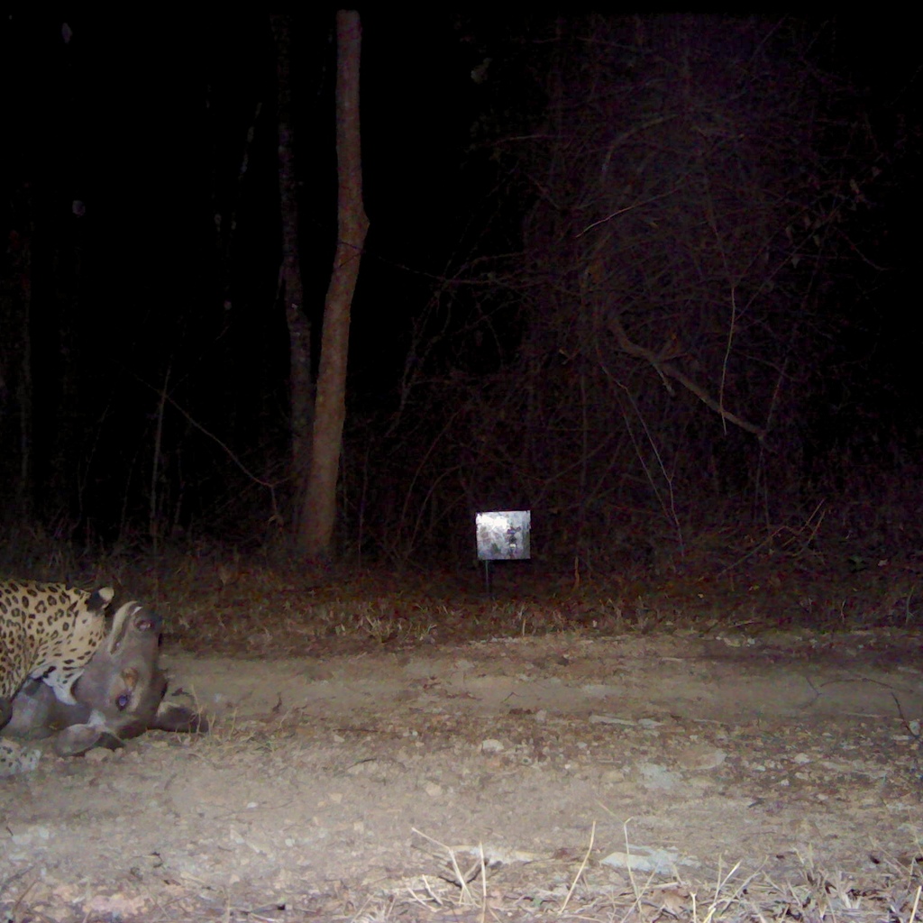 A Leopard Makes a Kill - WCS.org
