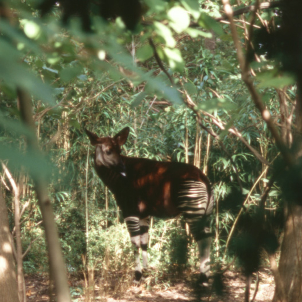 20 Years of Congo - Bronx Zoo
