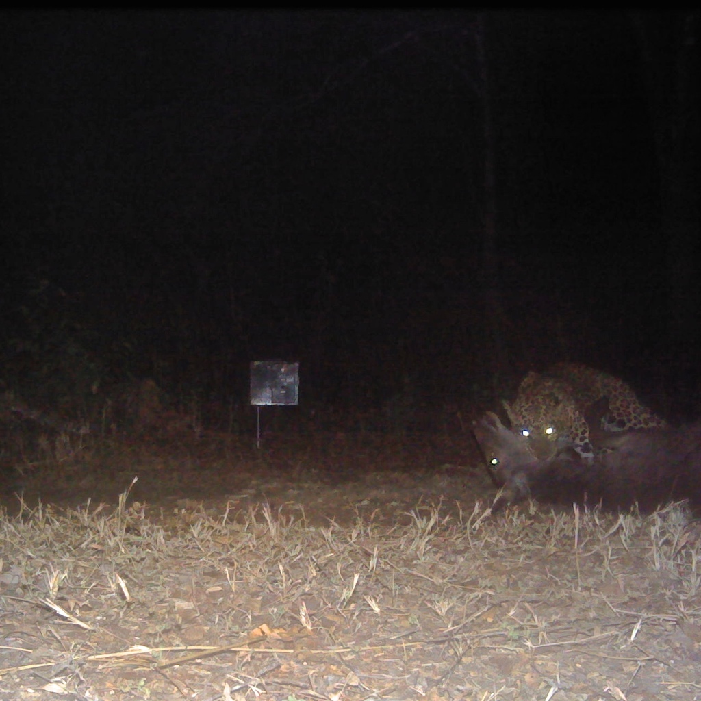 A Leopard Makes a Kill - WCS.org