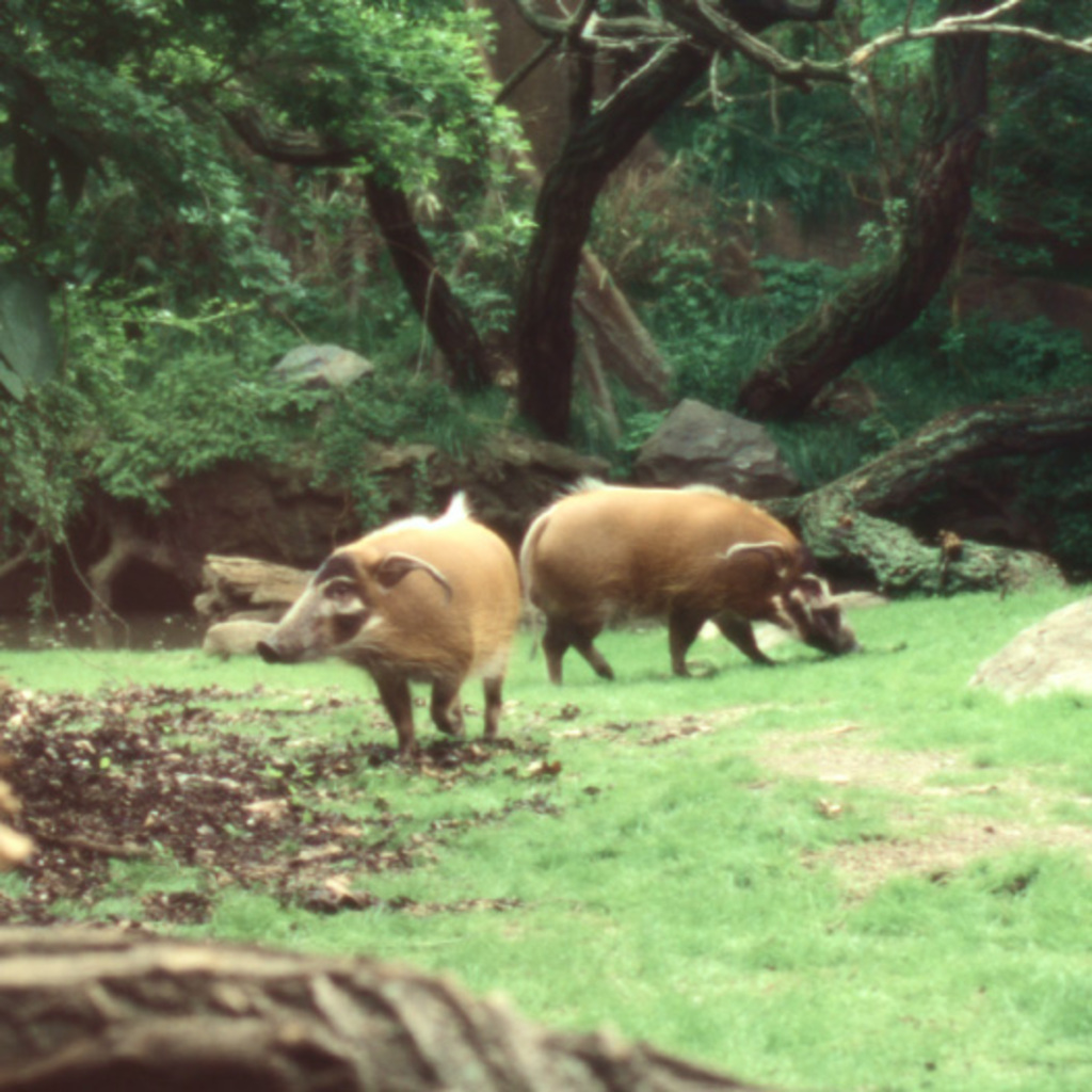 20 Years of Congo - Bronx Zoo
