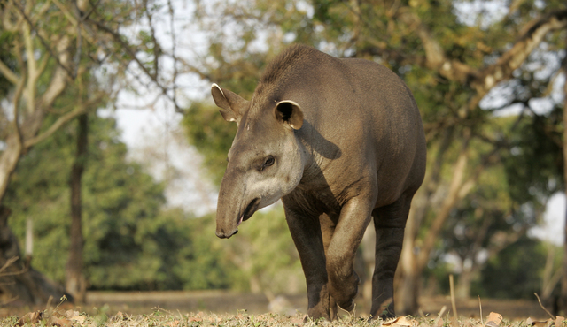 Brazilian Tapir