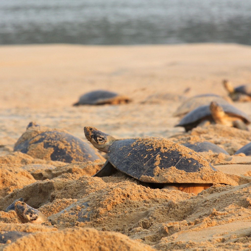 Our Favorite Photos of 2020 - WCS.org