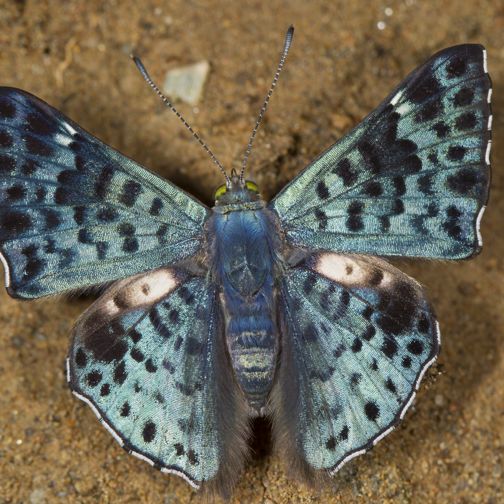 Butterflies of Madidi - WCS.org