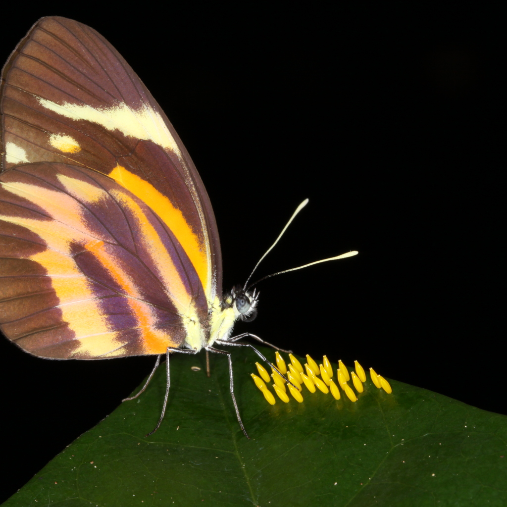 Butterflies of Madidi - WCS.org