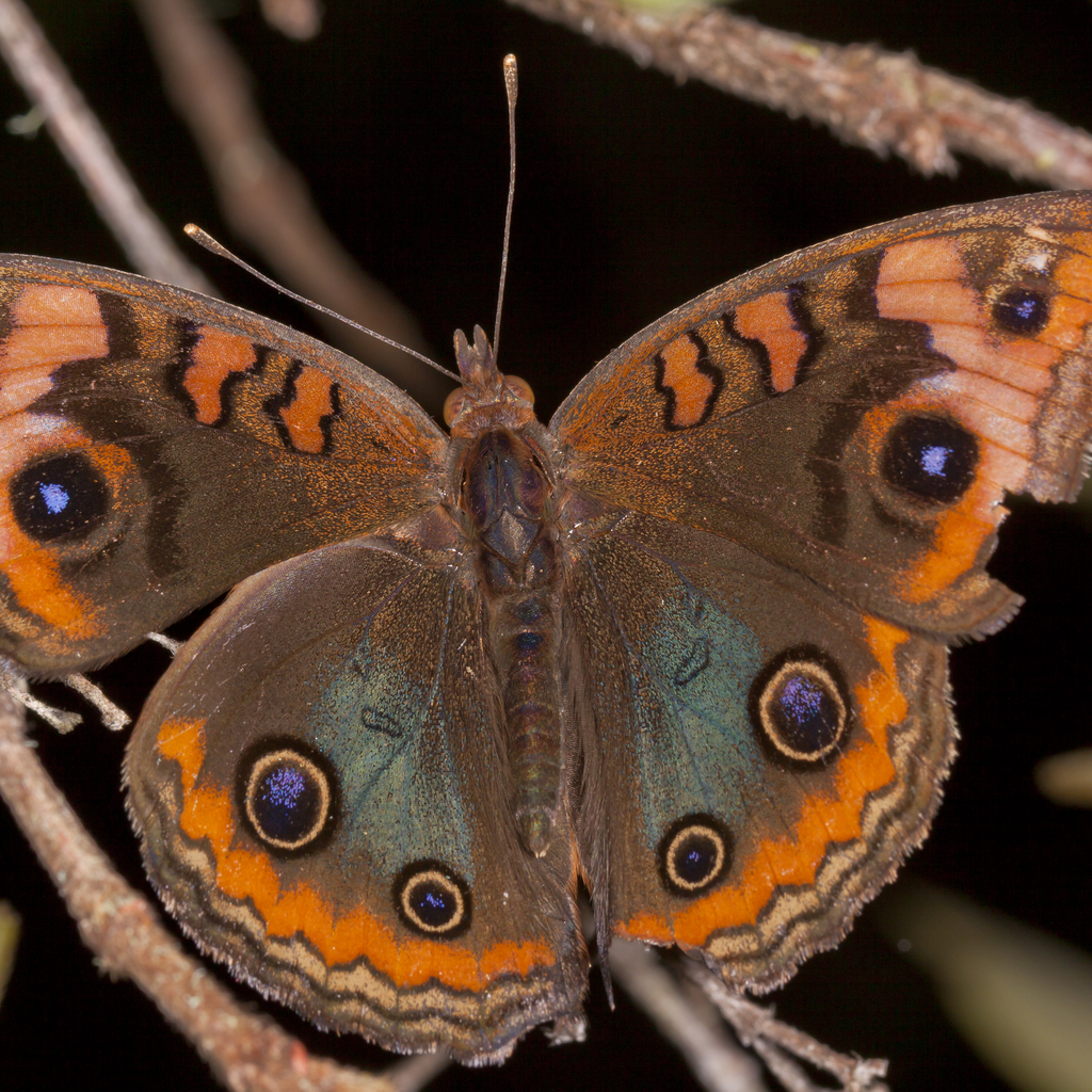 Butterflies of Madidi - WCS.org