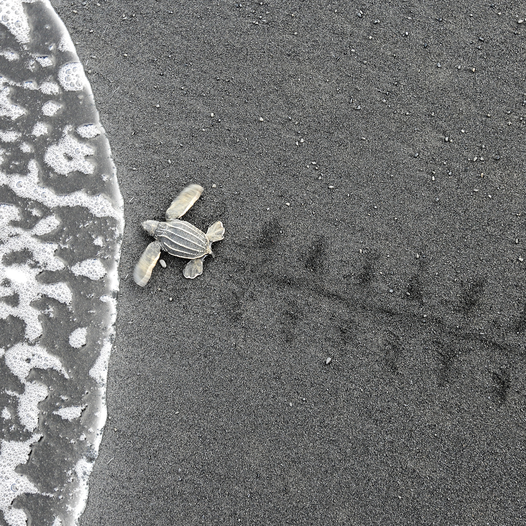 Wildlife Pics and Stories from 2021 - WCS.org