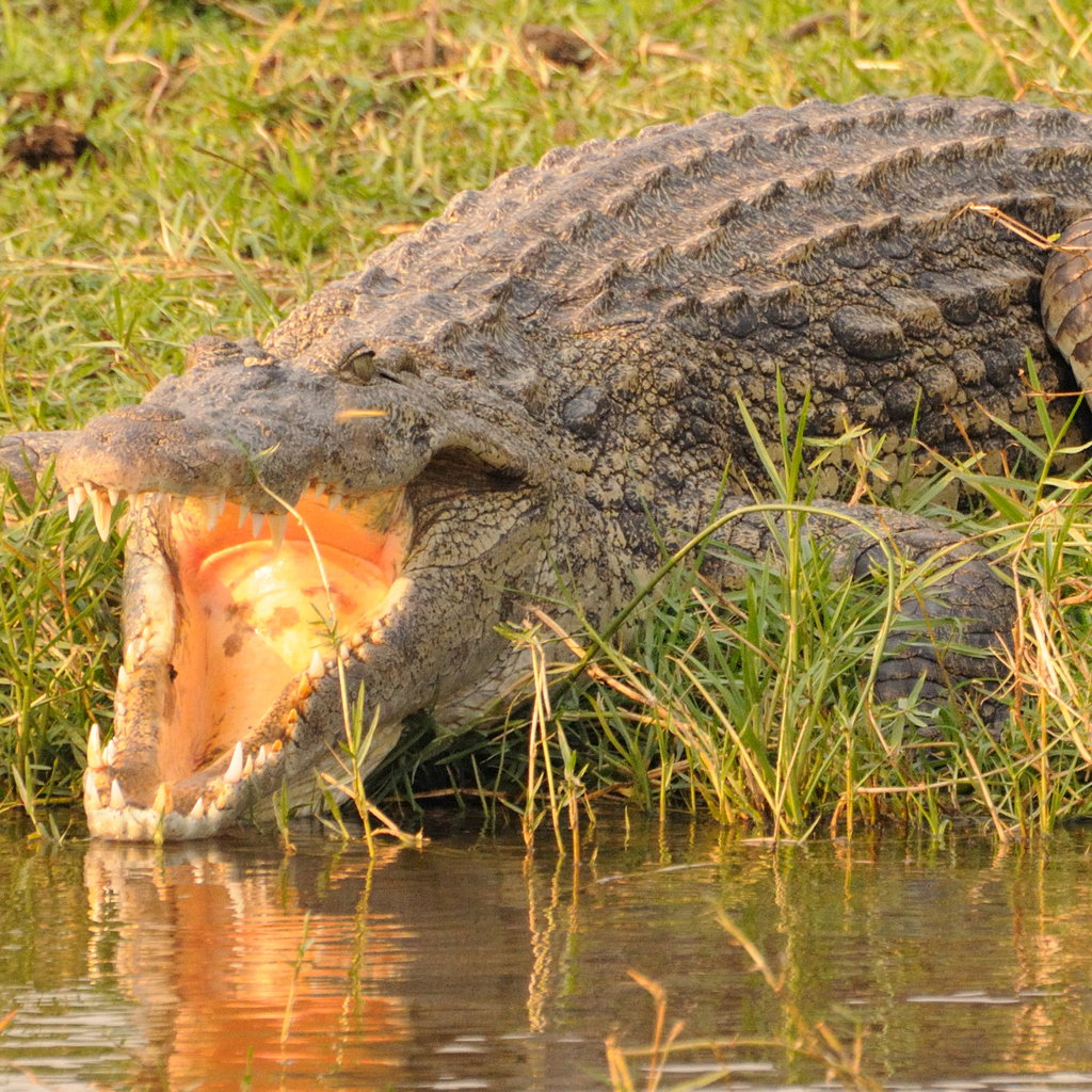 Rich With Wildlife - WCS.org