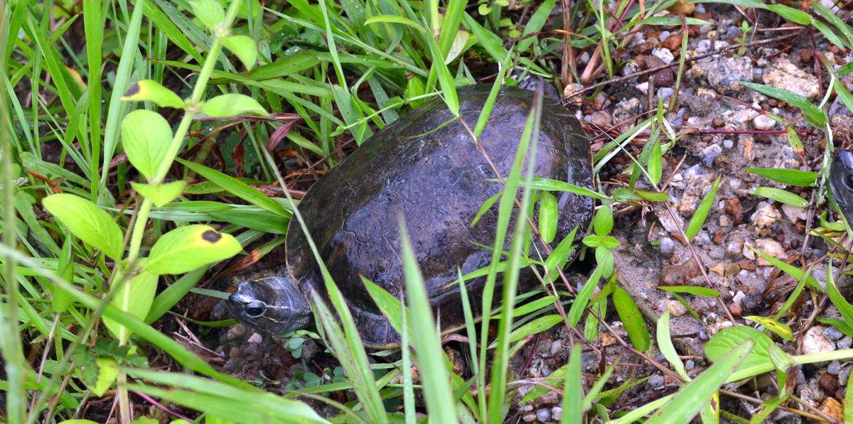 Turtle Team in Action - WCS.org