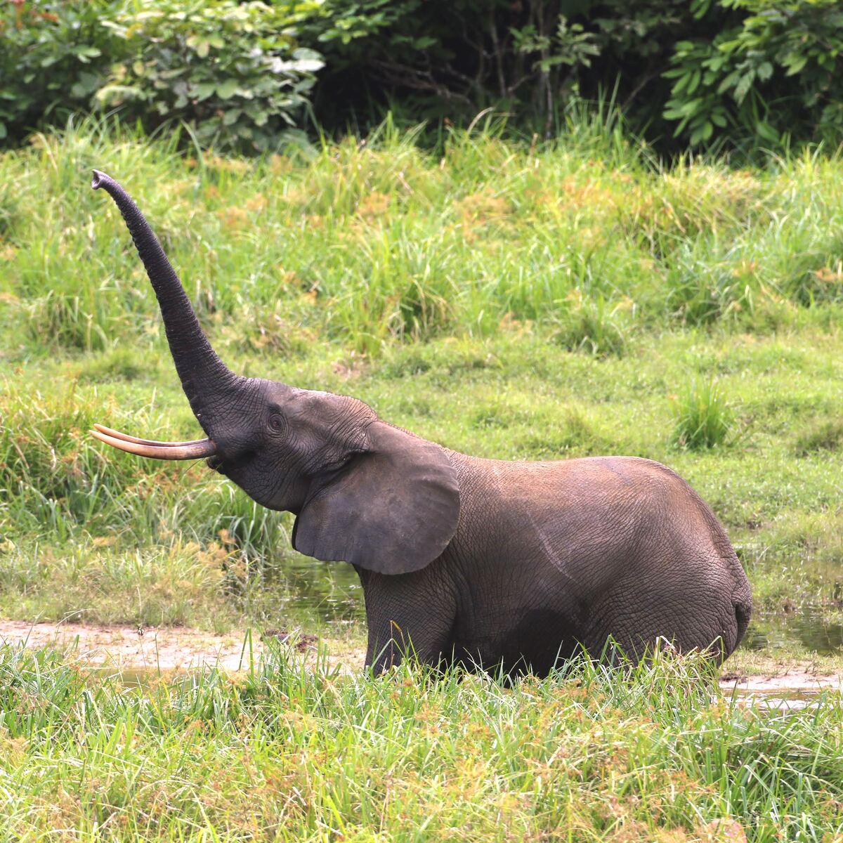 Voices of African Forest Elephants - WCS.org