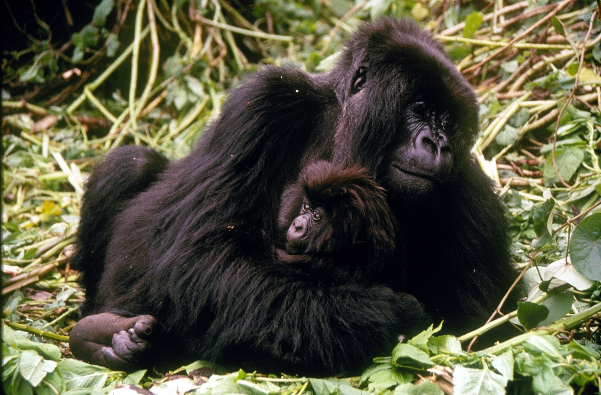 World Gorilla Day 2021 - WCS.org