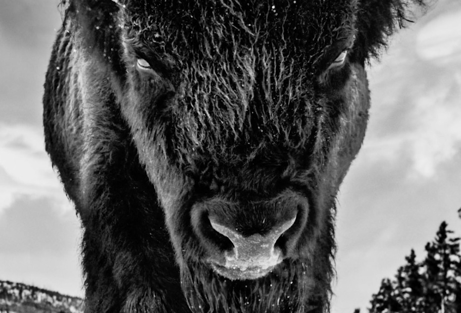 National Bison Month - WCS.org