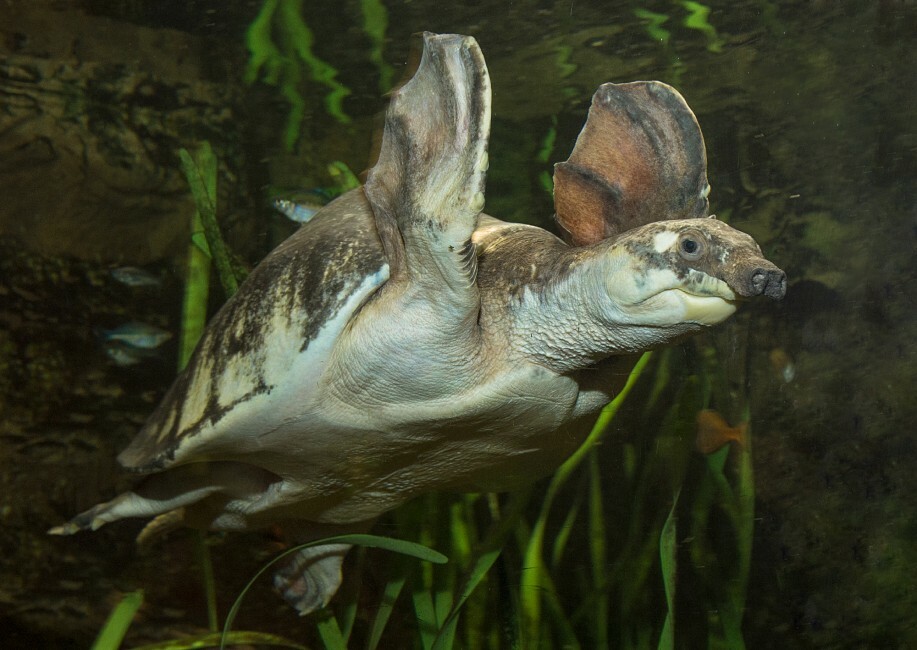 A Turtle with the Gift of Gab - WCS.org