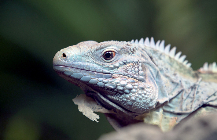 Baby Iguana Hatching